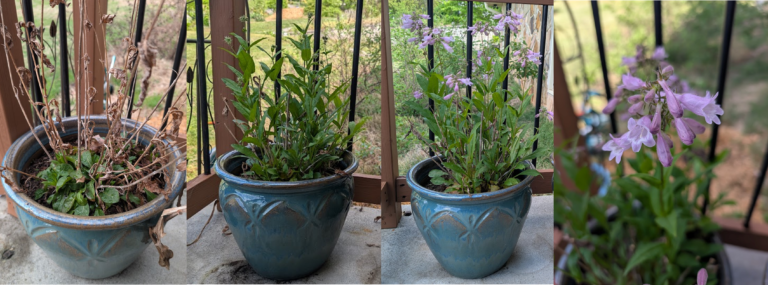 Native Plants in Containers: Tiny Ecosystems on My Front Porch ...