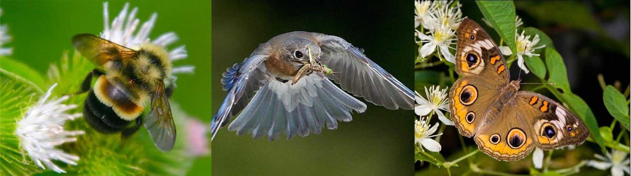 Doug Tallamy - Co-Founder of Homegrown National Park - HNP