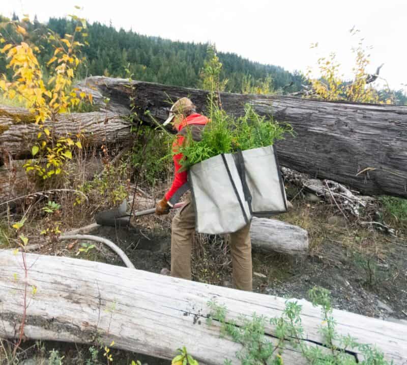 The Inspiring Tale of Elwha's Dam Removal and Biodiversity Resurgence ...