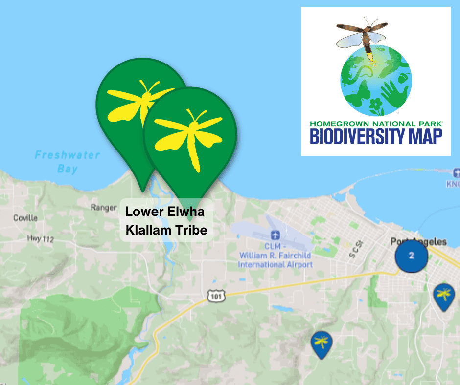 The Inspiring Tale of Elwha's Dam Removal and Biodiversity Resurgence ...