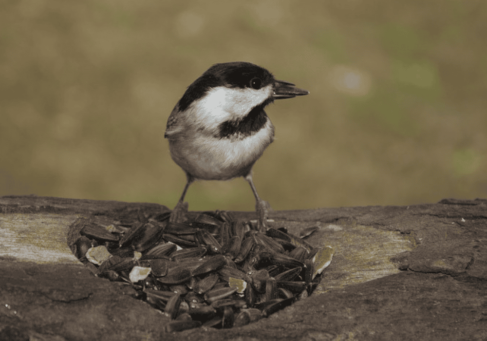 International Day for Biodiversity: A Message from Doug Tallamy ...