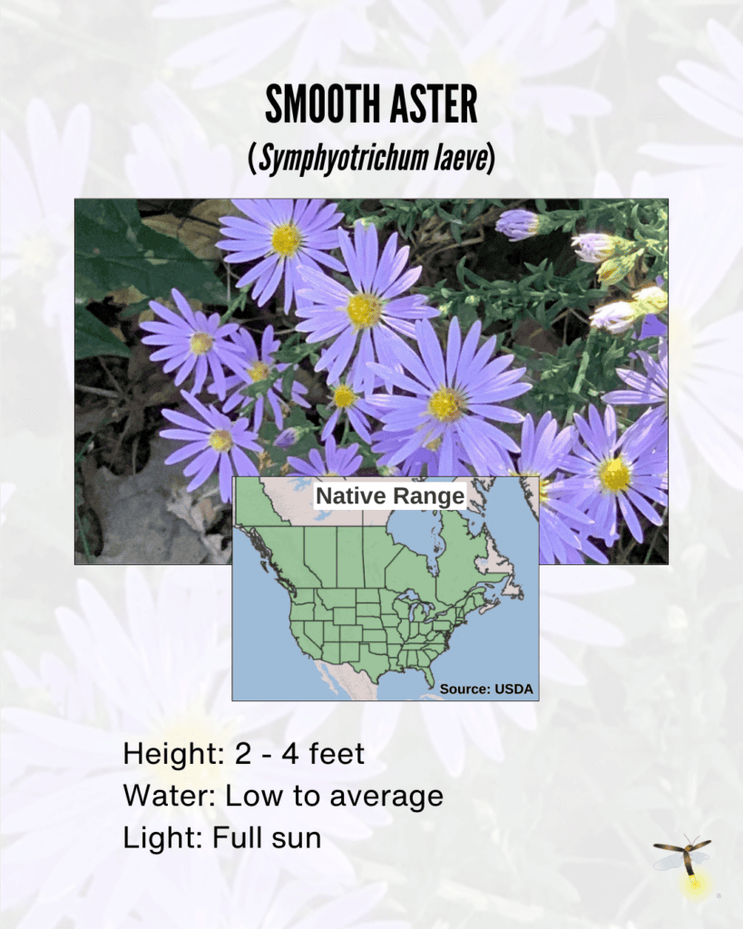 Support Biodiversity With These Native Fall Blooms - Homegrown National ...