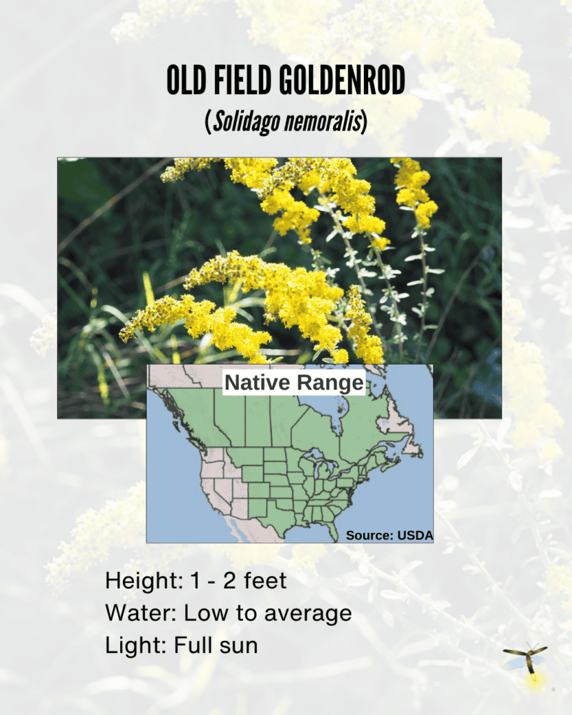 Support Biodiversity With These Native Fall Blooms - Homegrown National ...