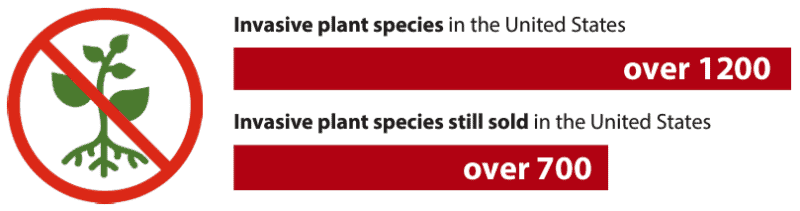 Remove Invasive Plants - Homegrown National Park