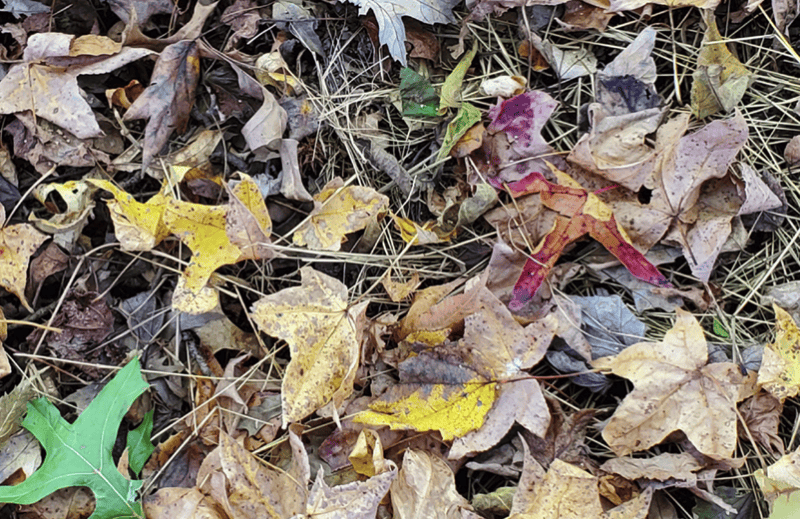 Make a Home for Wildlife - Homegrown National Park