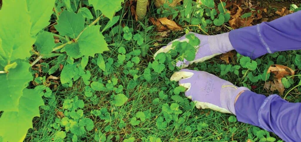 Remove Invasive Plants - Homegrown National Park