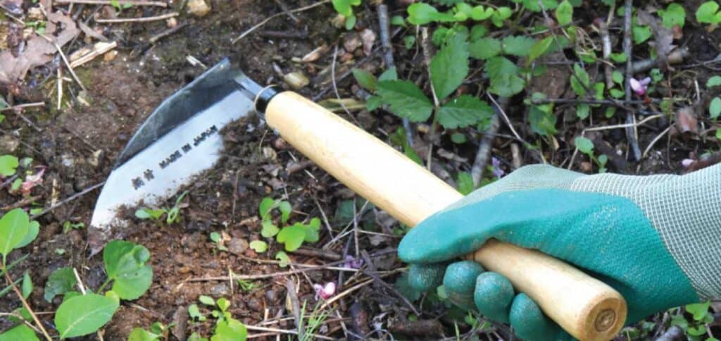 Remove Invasive Plants - Homegrown National Park