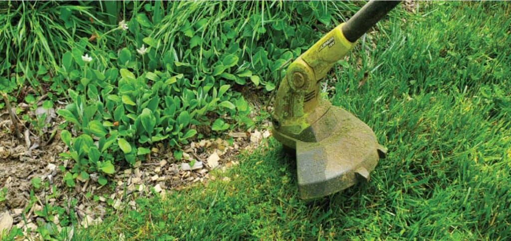 Remove Invasive Plants - Homegrown National Park