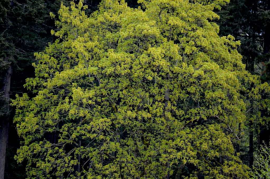 Bigleaf Maple - Homegrown National Park