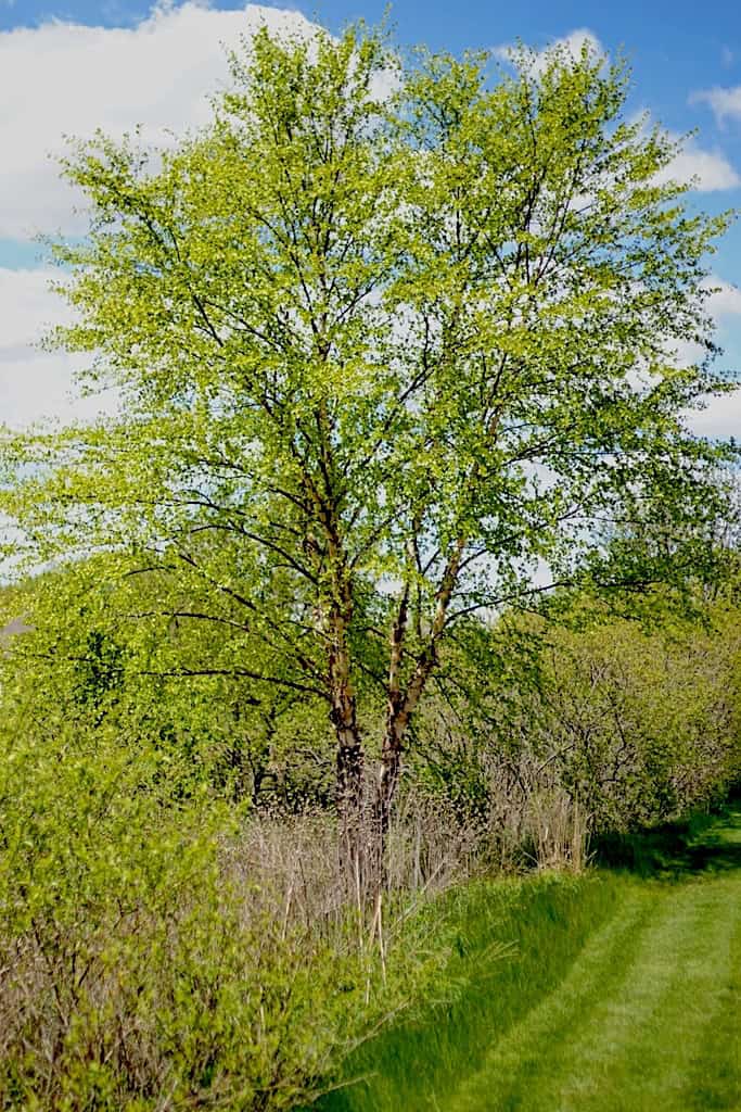 River Birch - Homegrown National Park