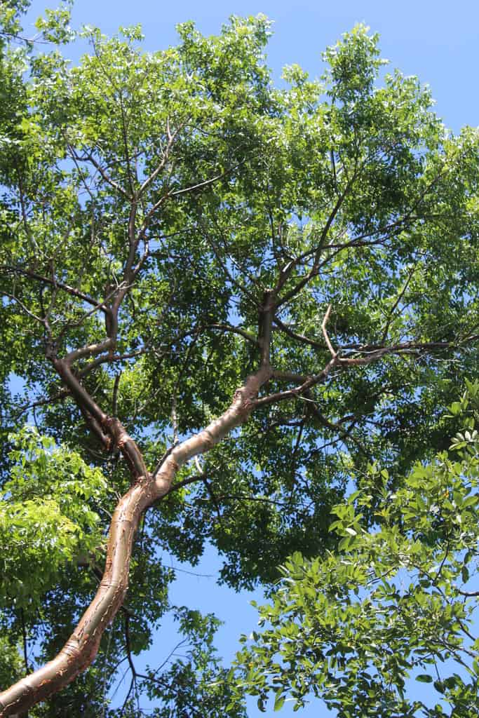 Gumbo-Limbo - Homegrown National Park