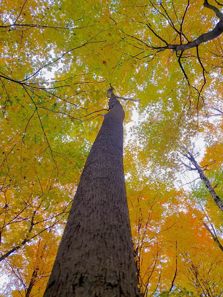 Bitternut Hickory - Homegrown National Park