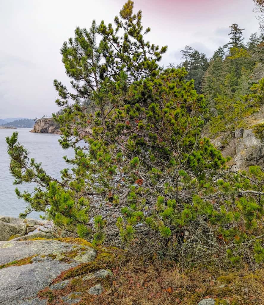Shore Pine - Homegrown National Park