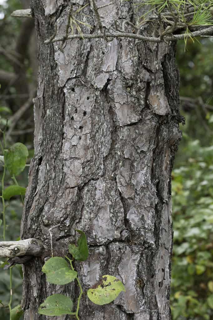 Pitch Pine - Homegrown National Park
