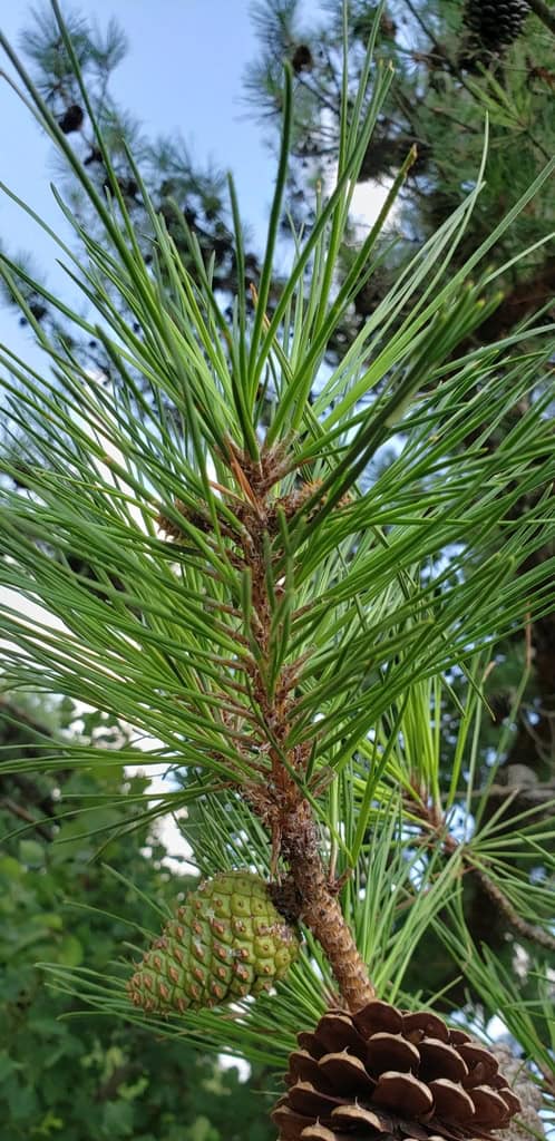 Pitch Pine - Homegrown National Park