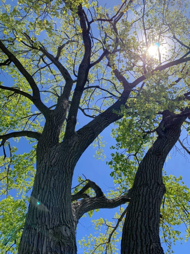 Eastern Cottonwood - Homegrown National Park