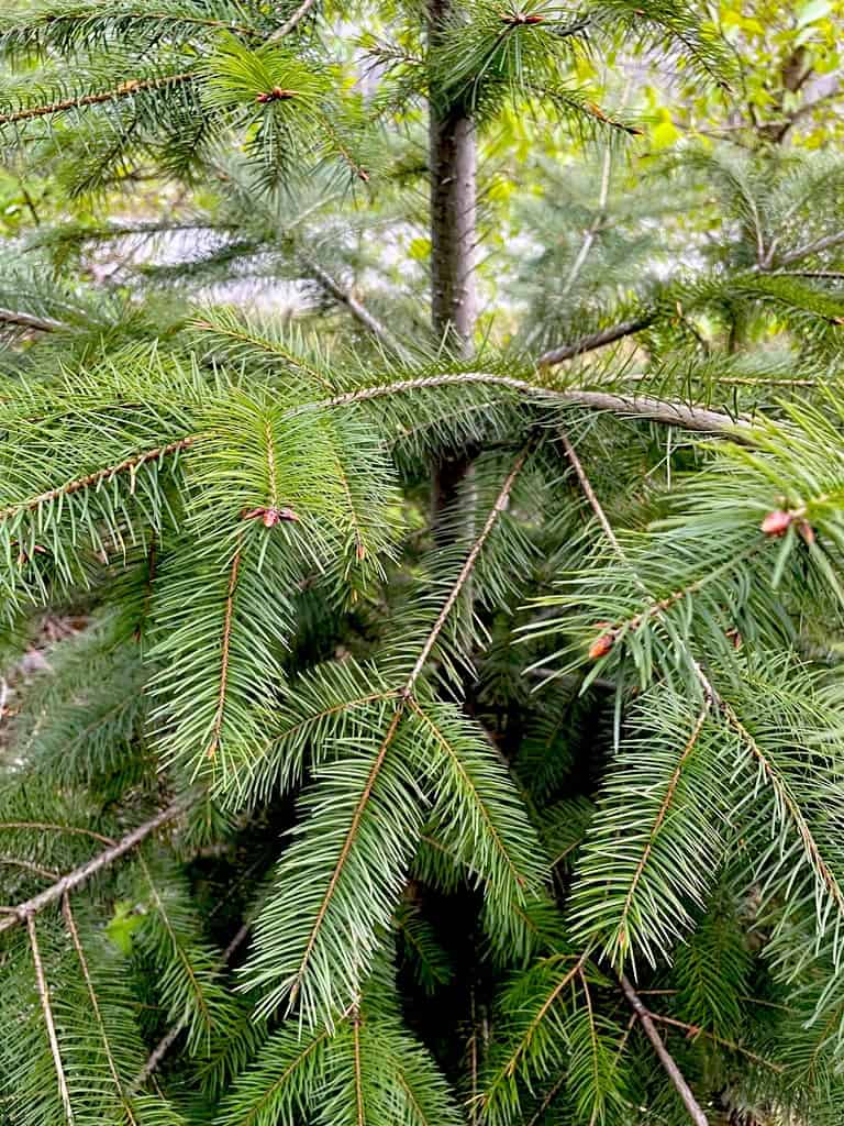 Douglas Fir - Homegrown National Park