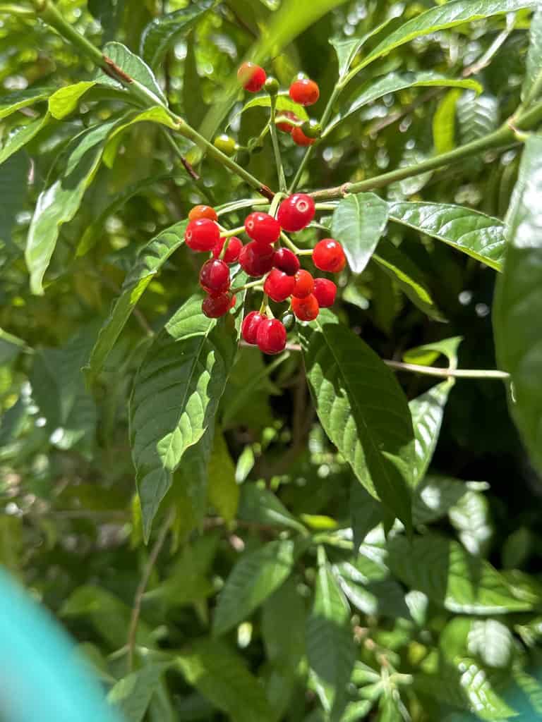 Wild Coffee - Homegrown National Park