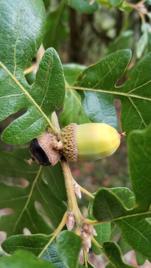 Garry Oak - Homegrown National Park
