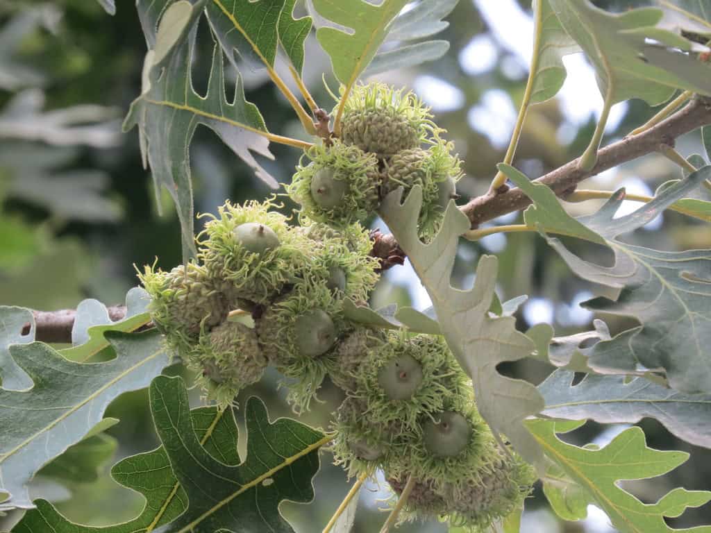 Bur Oak - Homegrown National Park