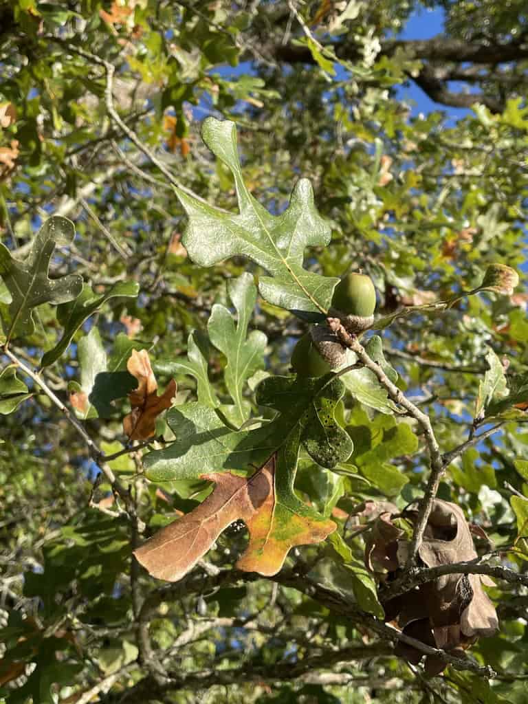 Post Oak - Homegrown National Park