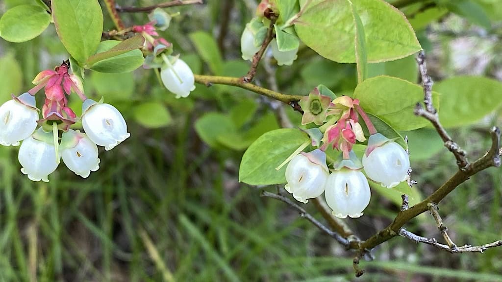 Northern Highbush Blueberry - Homegrown National Park