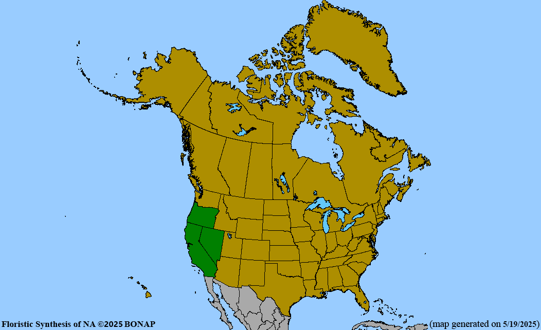 Cobweb Thistle - Homegrown National Park