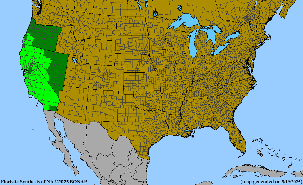 Cobweb Thistle - Homegrown National Park