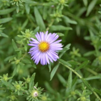 Keystone Plants - Homegrown National Park - Native Plants