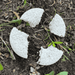 Mosquito Bucket Challenge - Homegrown National Park