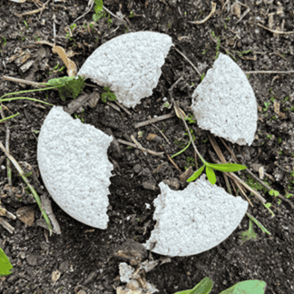 Mosquito Bucket Challenge - Homegrown National Park