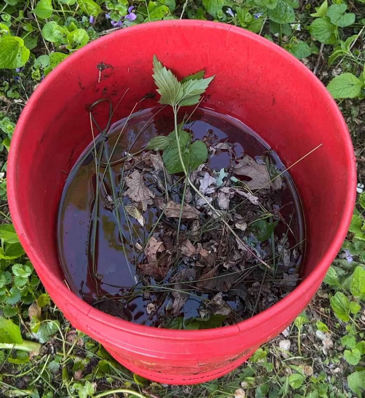 Mosquito Bucket Challenge - Homegrown National Park