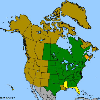 Canadian Columbine - Homegrown National Park