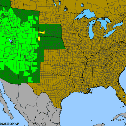 Yellow Rabbitbrush - Homegrown National Park