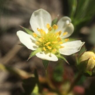 Keystone Plants - Homegrown National Park - Native Plants