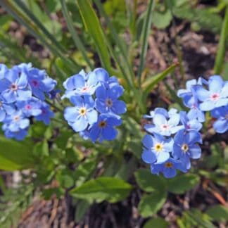 Keystone Plants - Homegrown National Park - Native Plants