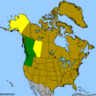 Cascade Penstemon - Homegrown National Park