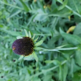 Keystone Plants - Homegrown National Park - Native Plants