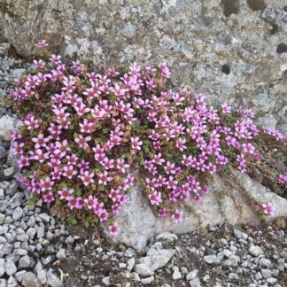 Keystone Plants - Homegrown National Park - Native Plants