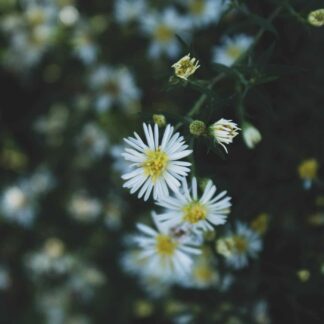Keystone Plants - Homegrown National Park - Native Plants