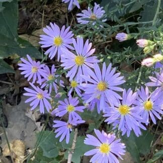 Keystone Plants - Homegrown National Park - Native Plants