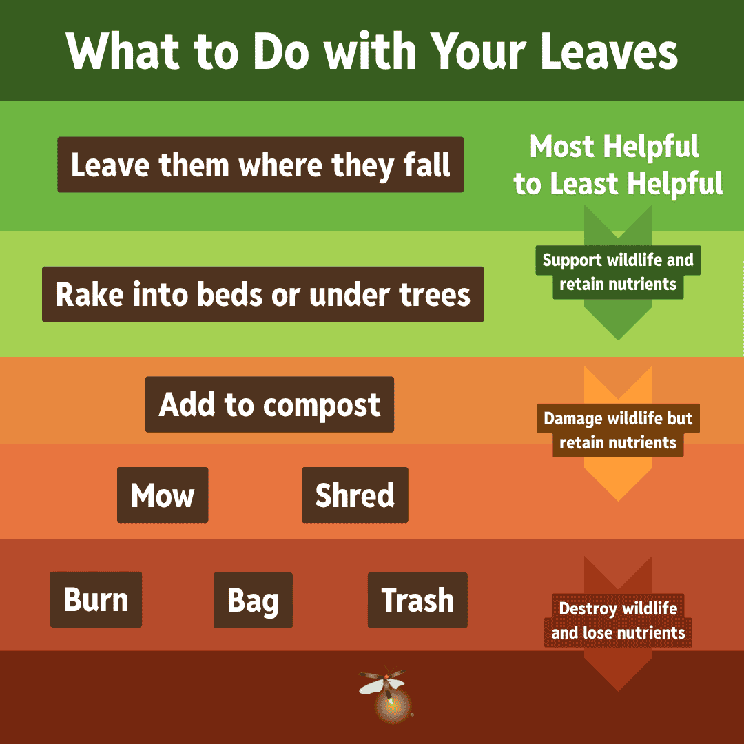 Leave the Leaves | Help Wildlife and Soil Thrive Naturally